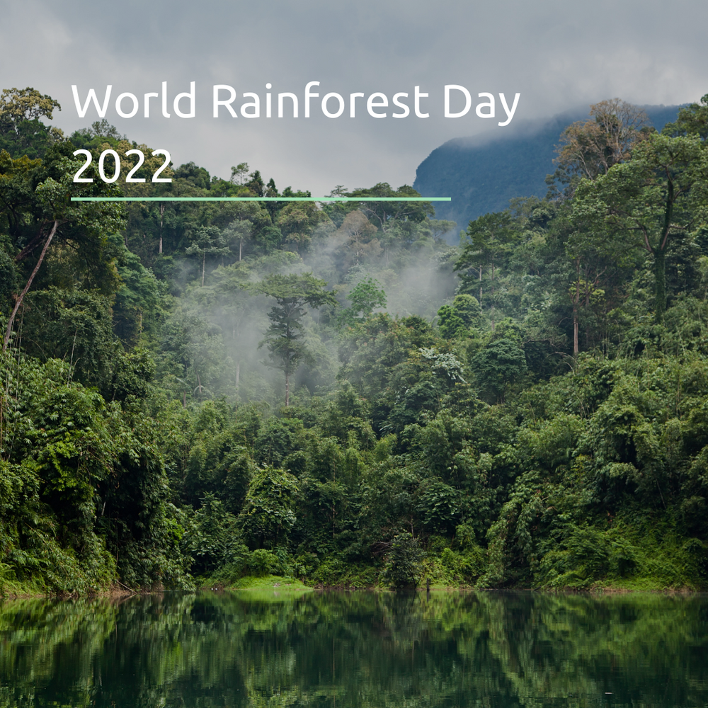 World Rainforest Day